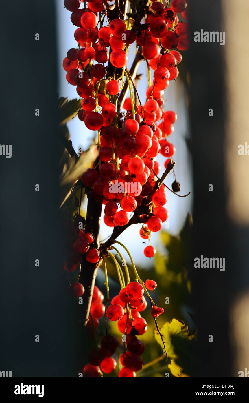 Garden red currant hi-res stock photography and images - Alamy