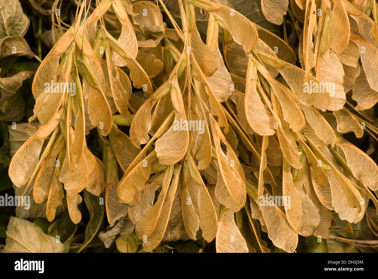 Seeds cluster hi-res stock photography and images - Alamy