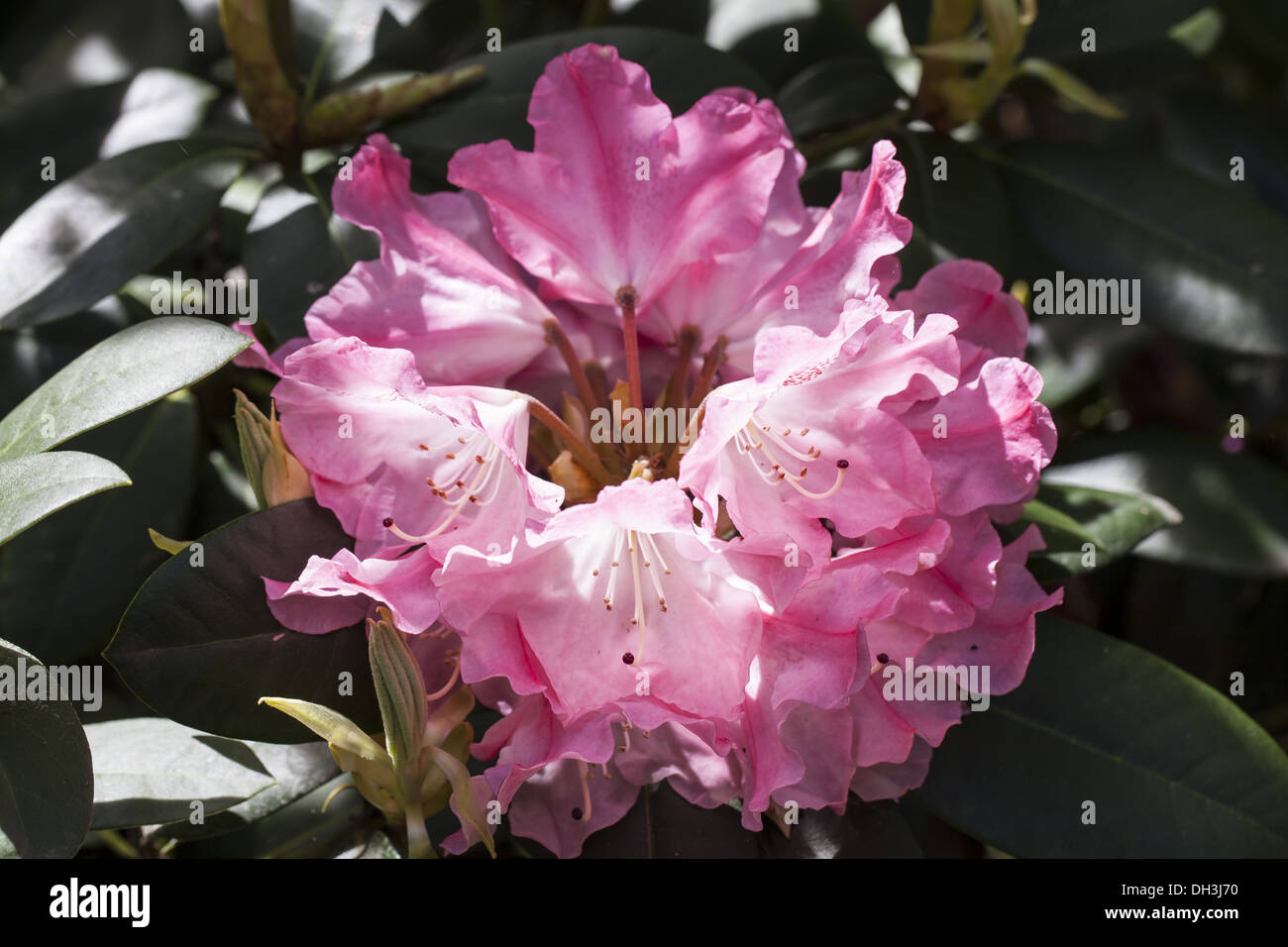 Botanik ericaceae rhododendron hi-res stock photography and images - Alamy