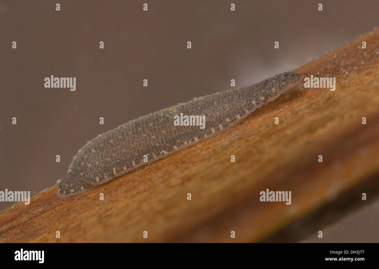 Theromyzon tessulatum duck leech underwater. Taken in a photographic ...