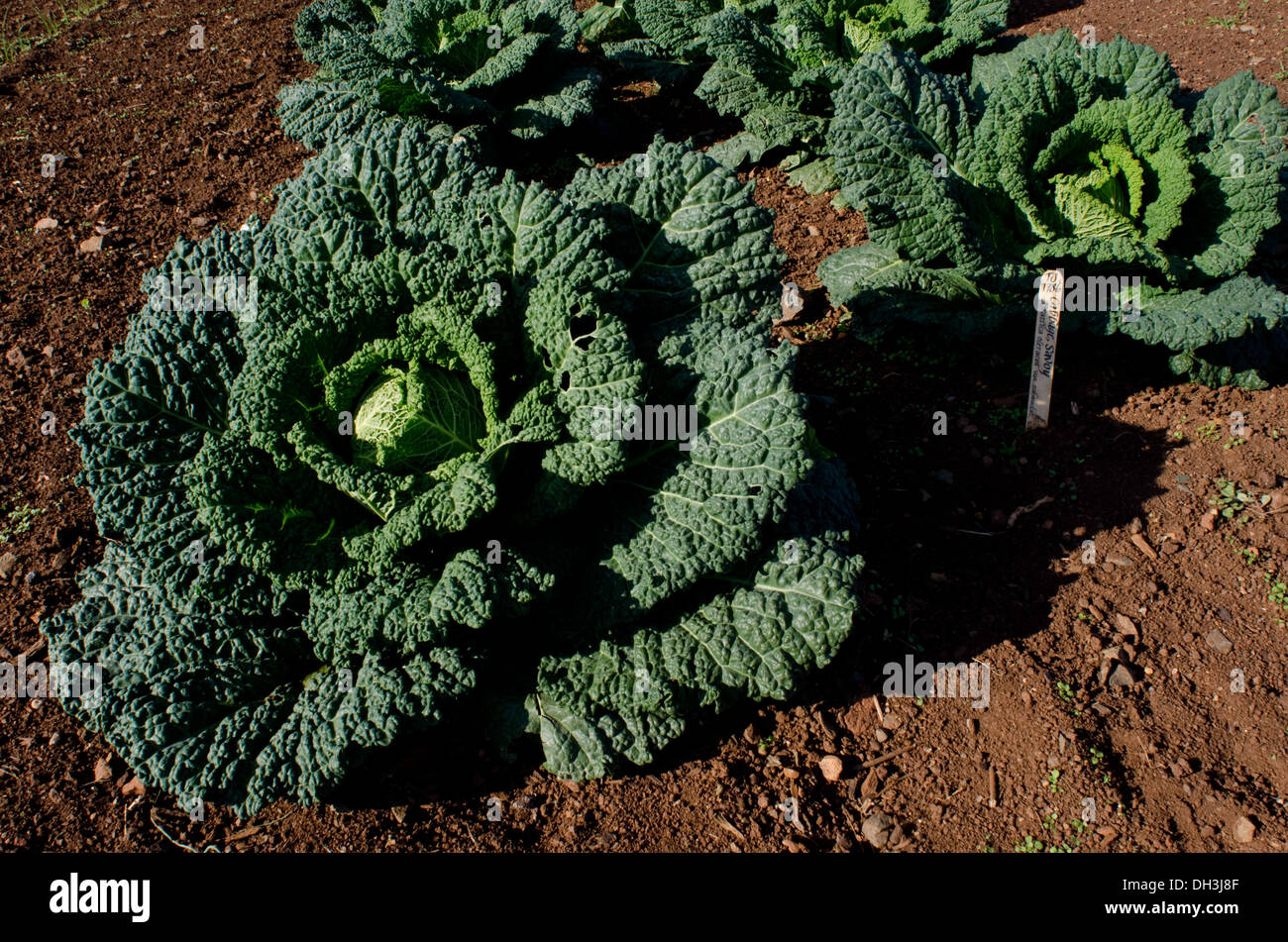 Cabbage growing in a garden Stock Photo - Alamy