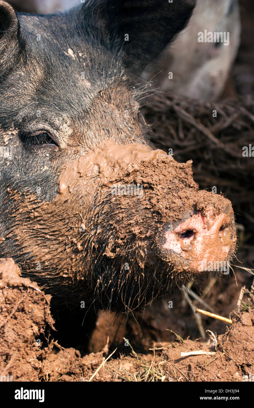 Essex pig, England, UK Stock Photo - Alamy