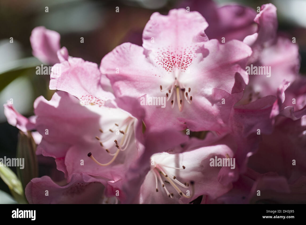 Botanik ericaceae rhododendron hi-res stock photography and images - Alamy