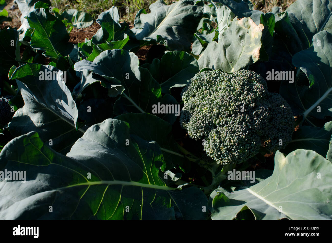 A broccoli plant, ready for harvest Stock Photo - Alamy