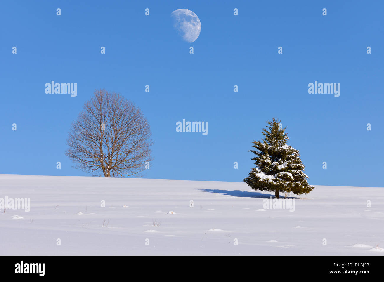 Fir abies sp hi-res stock photography and images - Alamy