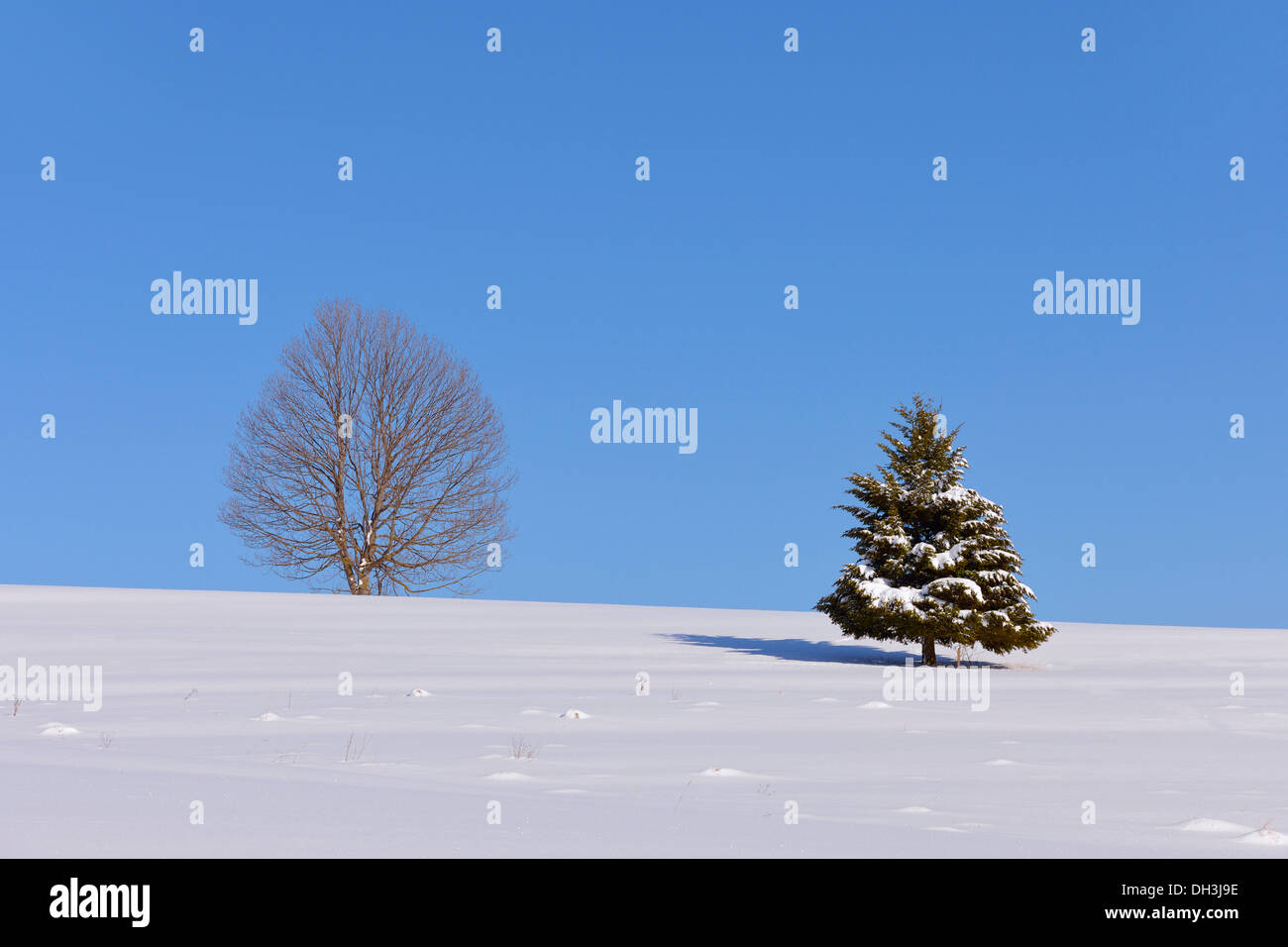 Fir abies sp hi-res stock photography and images - Alamy