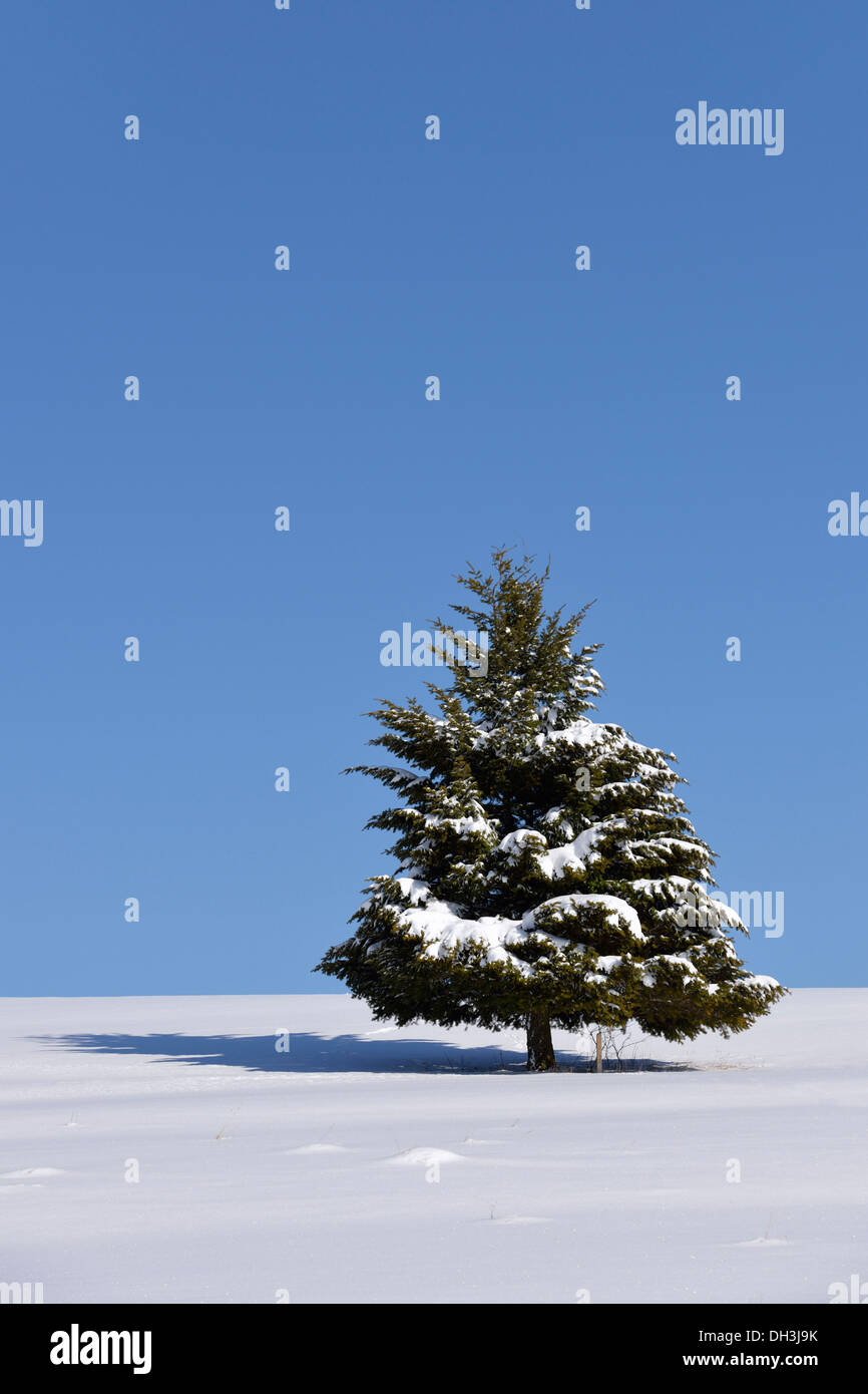 Abies alb hi-res stock photography and images - Alamy