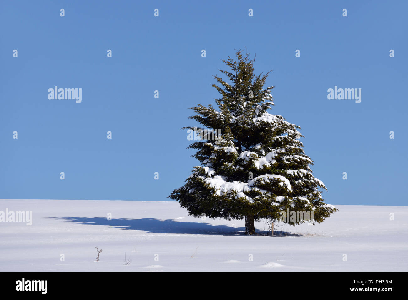 Abies alb hi-res stock photography and images - Alamy