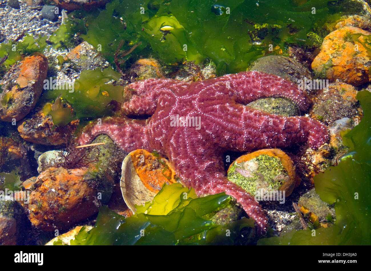 Washington starfish High Resolution Stock Photography and Images - Alamy