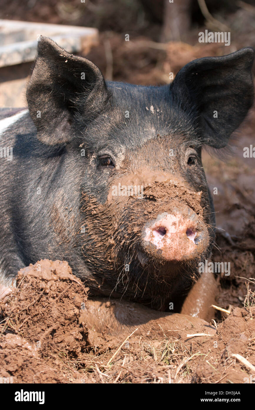 Essex pig hi-res stock photography and images - Alamy