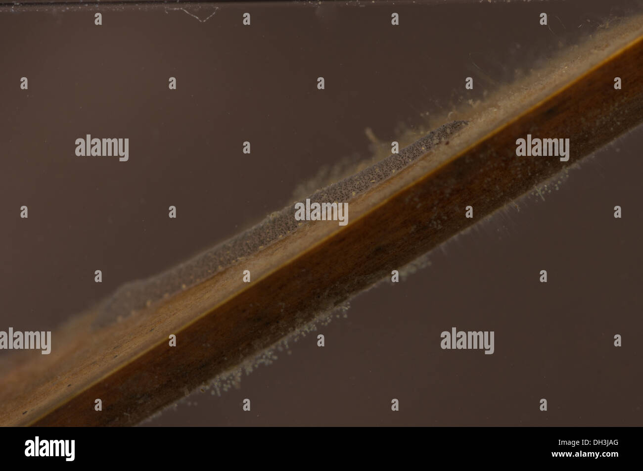 Theromyzon tessulatum duck leech underwater. Taken in a photographic ...