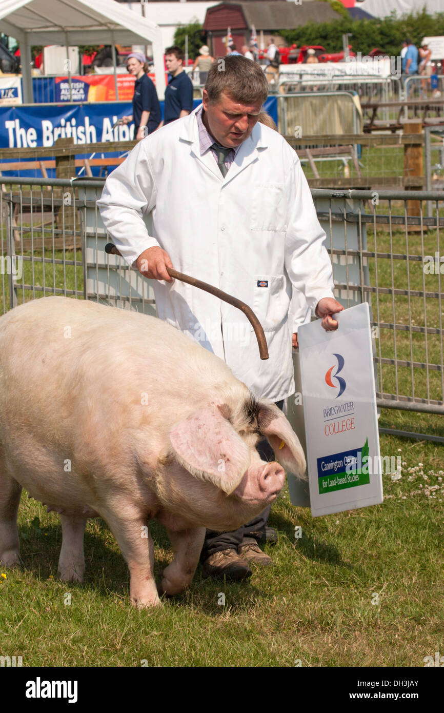 British Lop Sow at Agricultural show, England, UK Stock Photo - Alamy