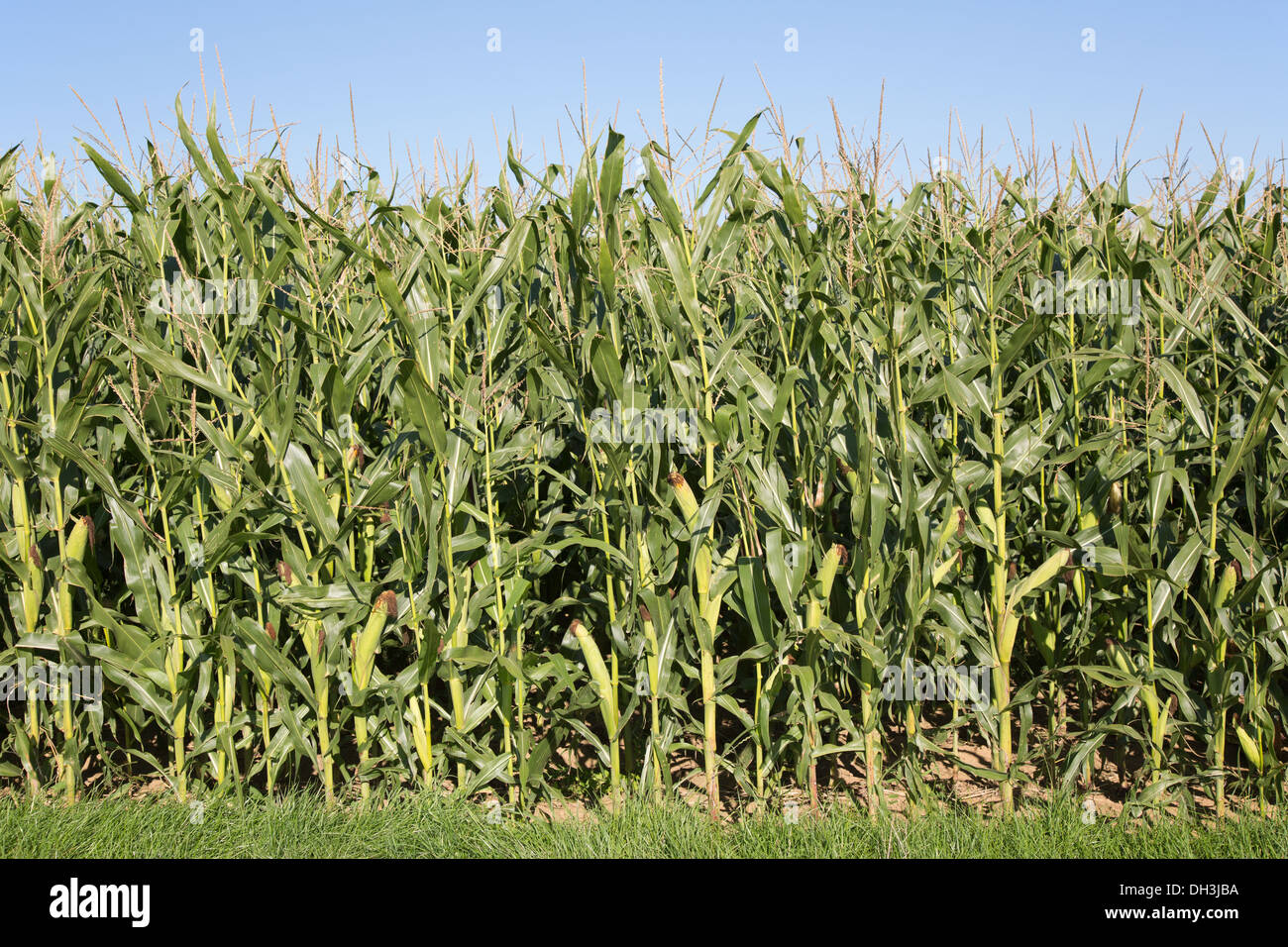 Corn Field Before Harvest
