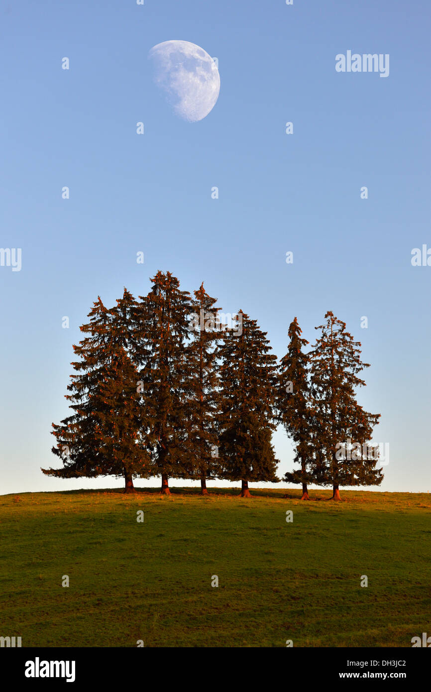 Group of Firs (Abies sp.) with the moon, Füssen, Allgäu, Upper Bavaria ...