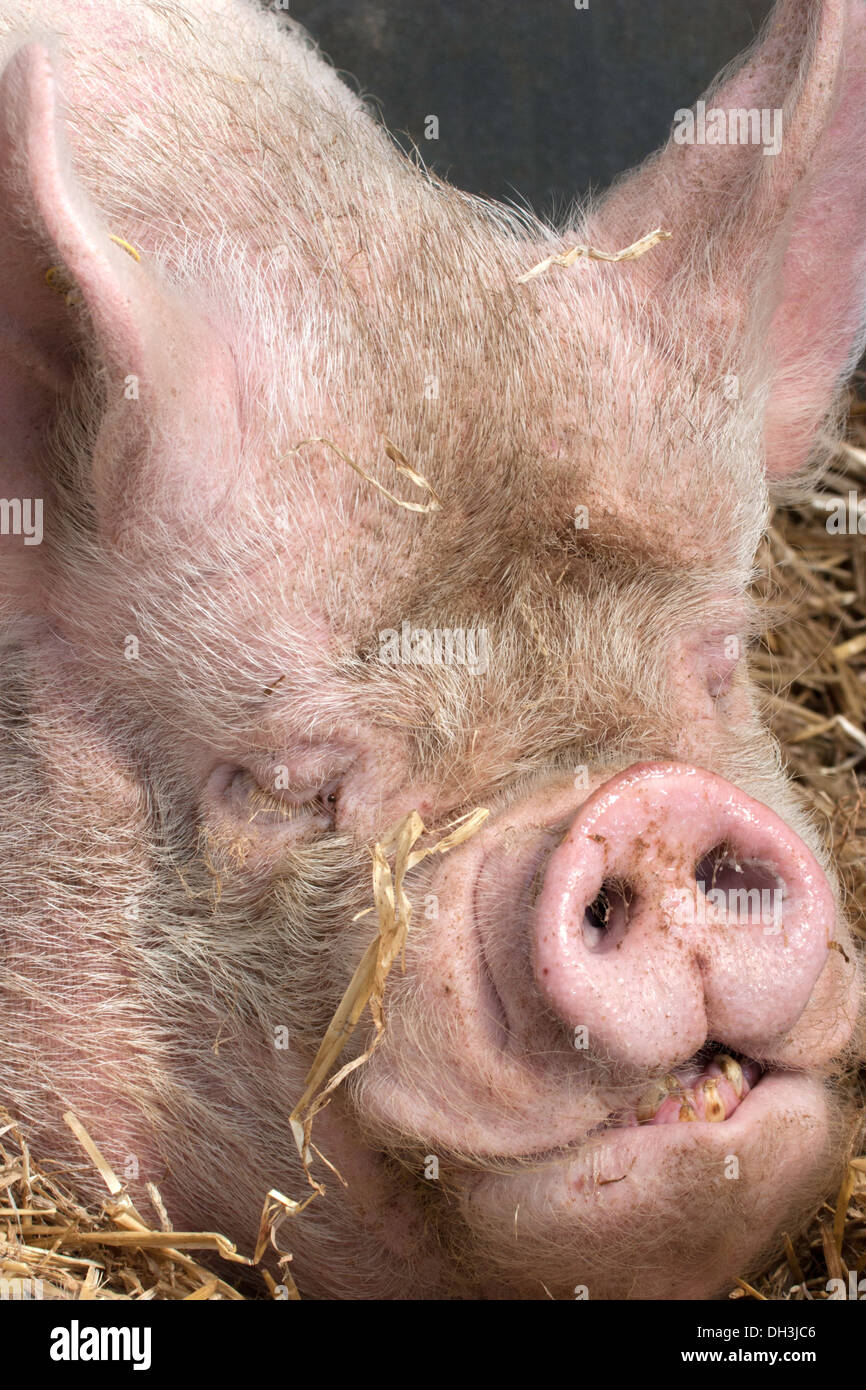 Middle white pigs hi-res stock photography and images - Alamy