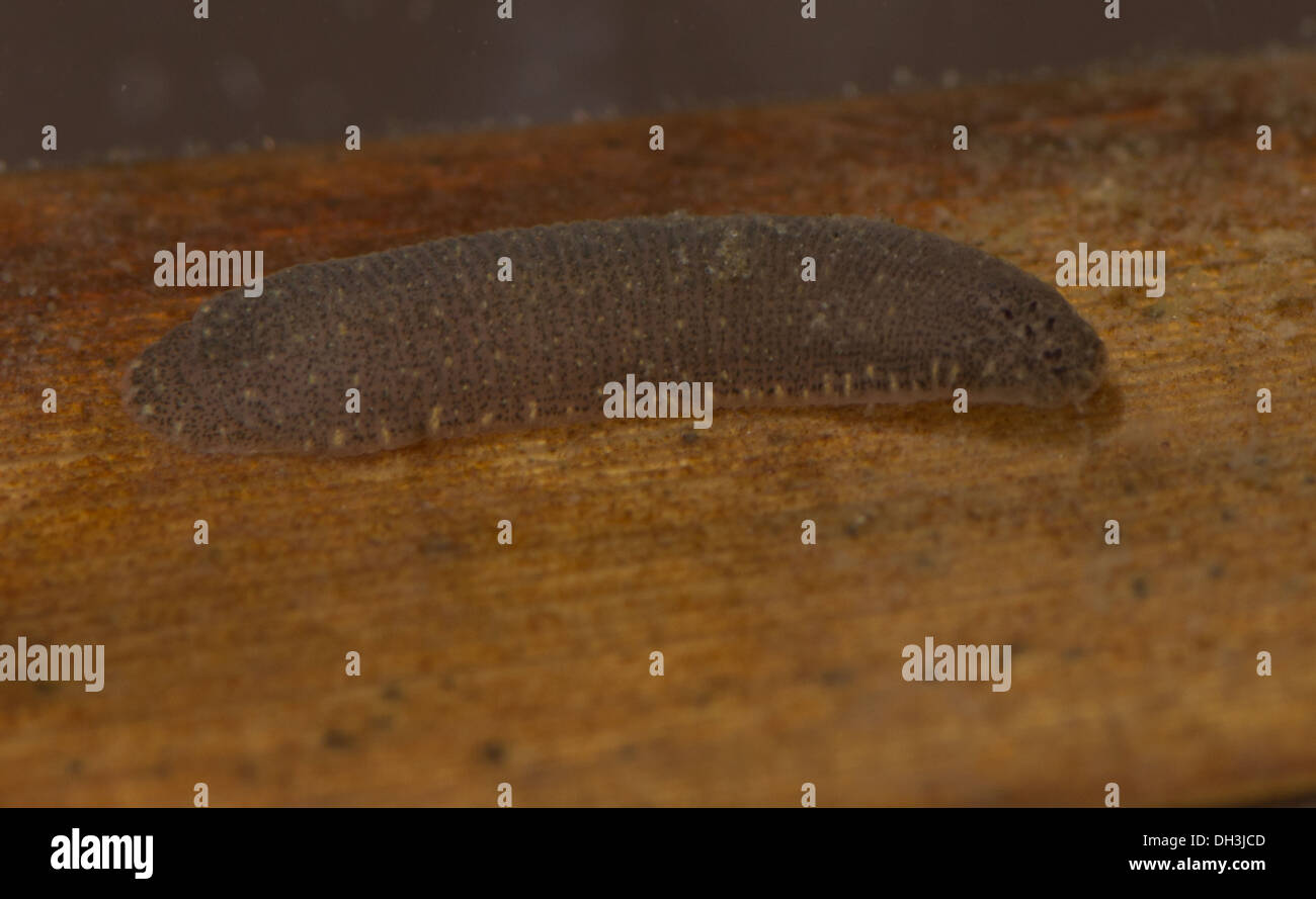 Theromyzon hi-res stock photography and images - Alamy