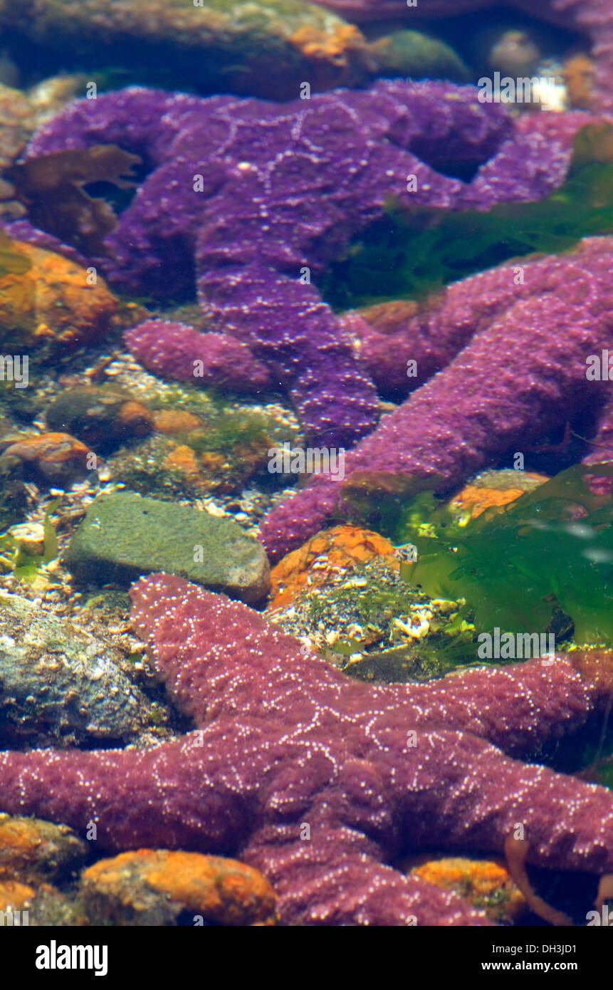 Starfish Puget Sound Washington State Stock Photo - Alamy
