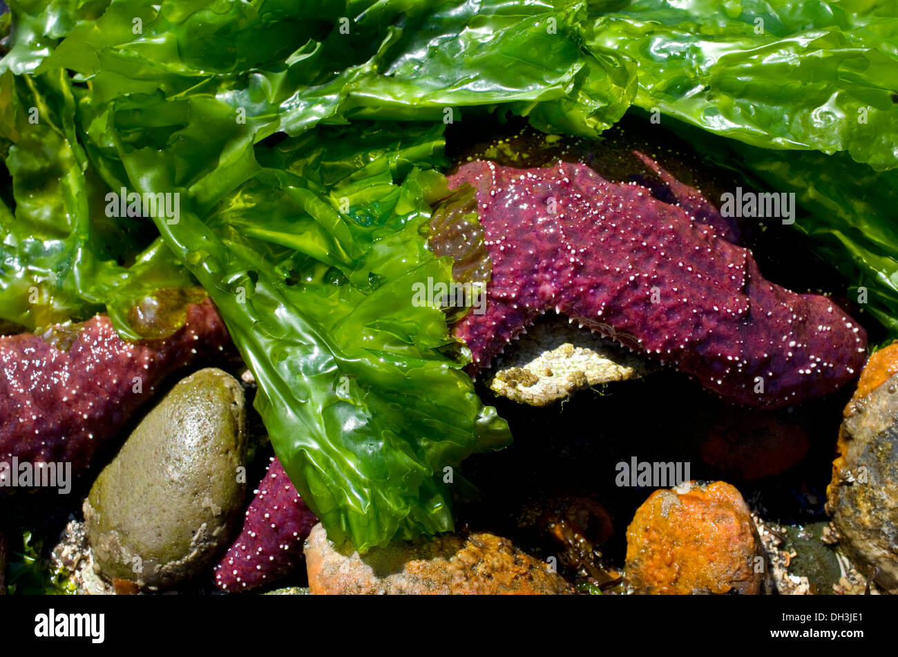 Starfish Puget Sound Washington State Stock Photo - Alamy