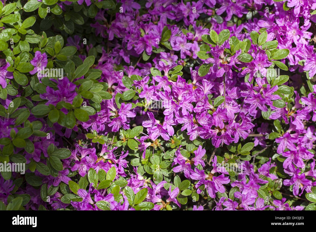 Botanik ericaceae rhododendron hi-res stock photography and images - Alamy