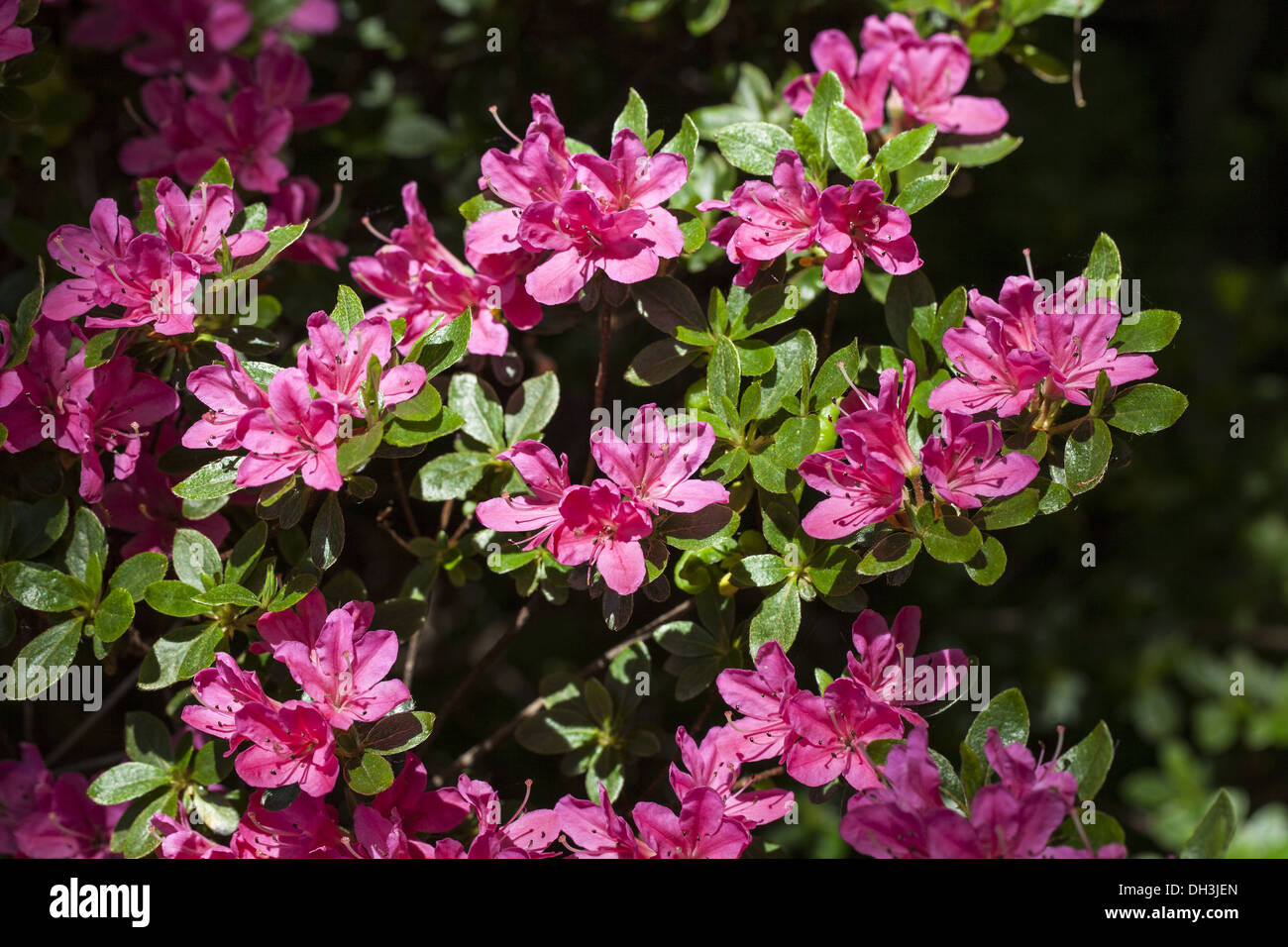Planting rhododendron hi-res stock photography and images - Alamy