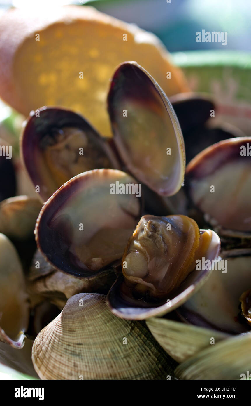Manila clams from the Pacific Northwest Washington Stock Photo - Alamy