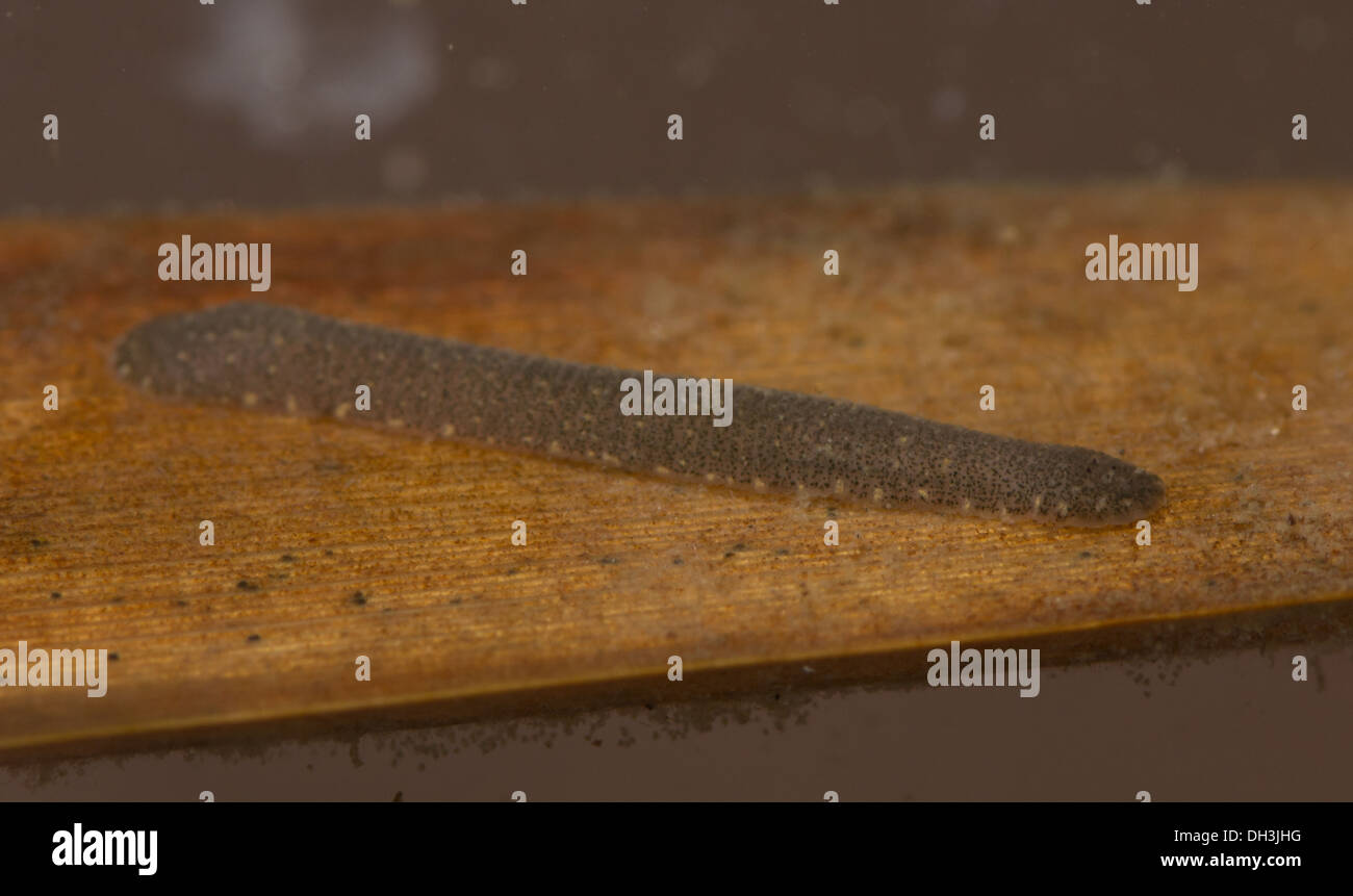 A duck leech Theromyzon tessulatum underwater. Taken in a photographic ...