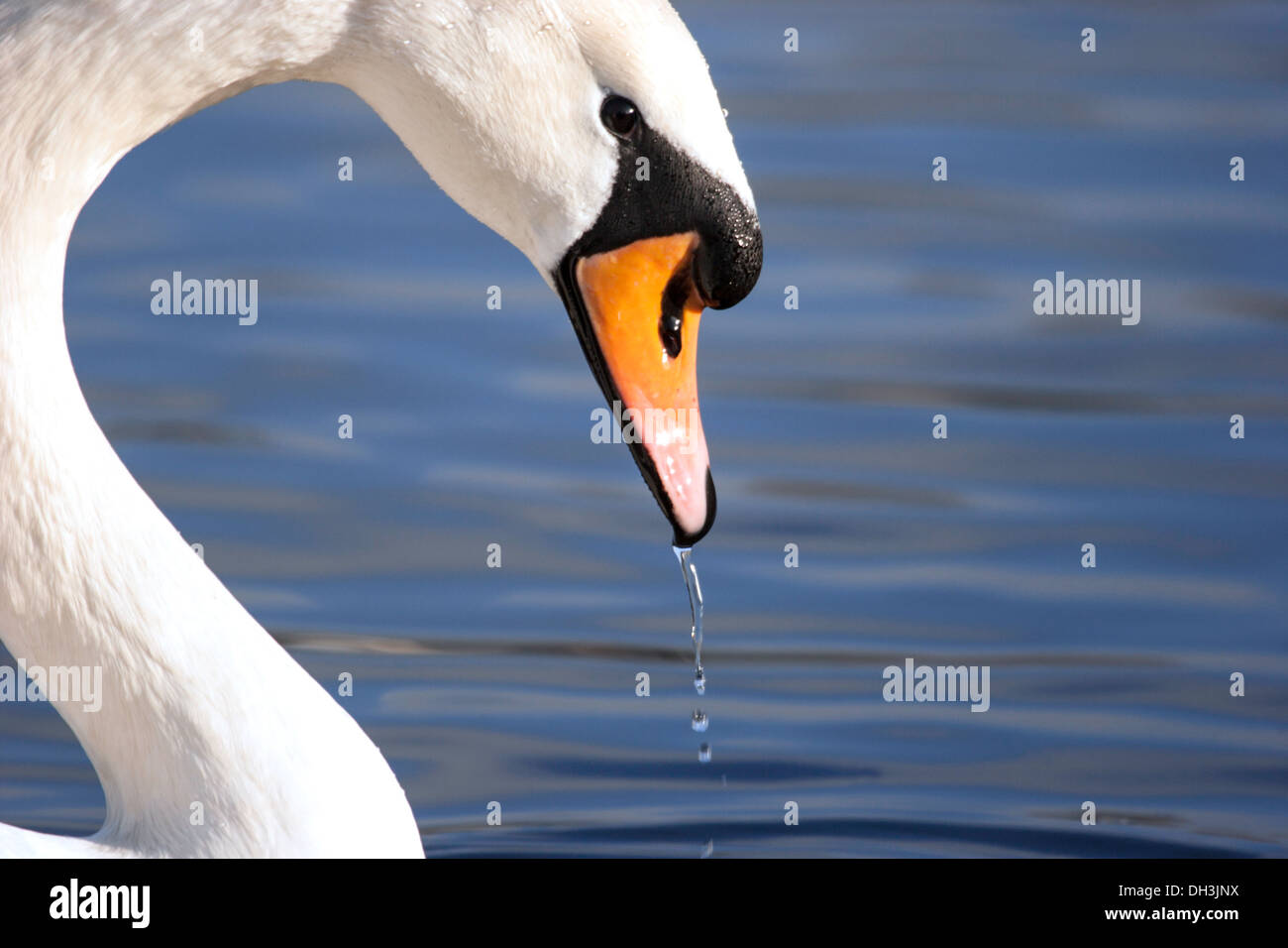Mute Swan, England, UK Stock Photo - Alamy Mute Swan, England, UK Stock Photo - Alamy