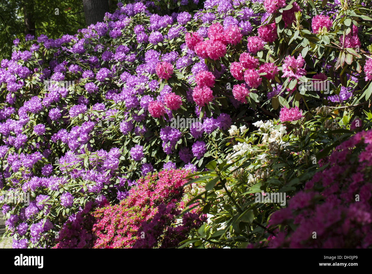 Botanik ericaceae rhododendron hi-res stock photography and images - Alamy