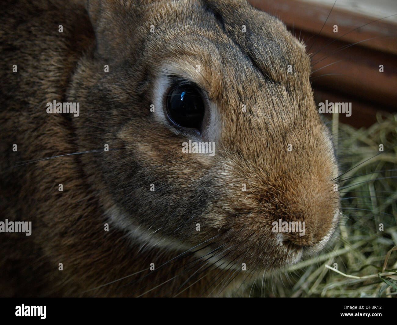 Pet Rabbit, UK Stock Photo - Alamy