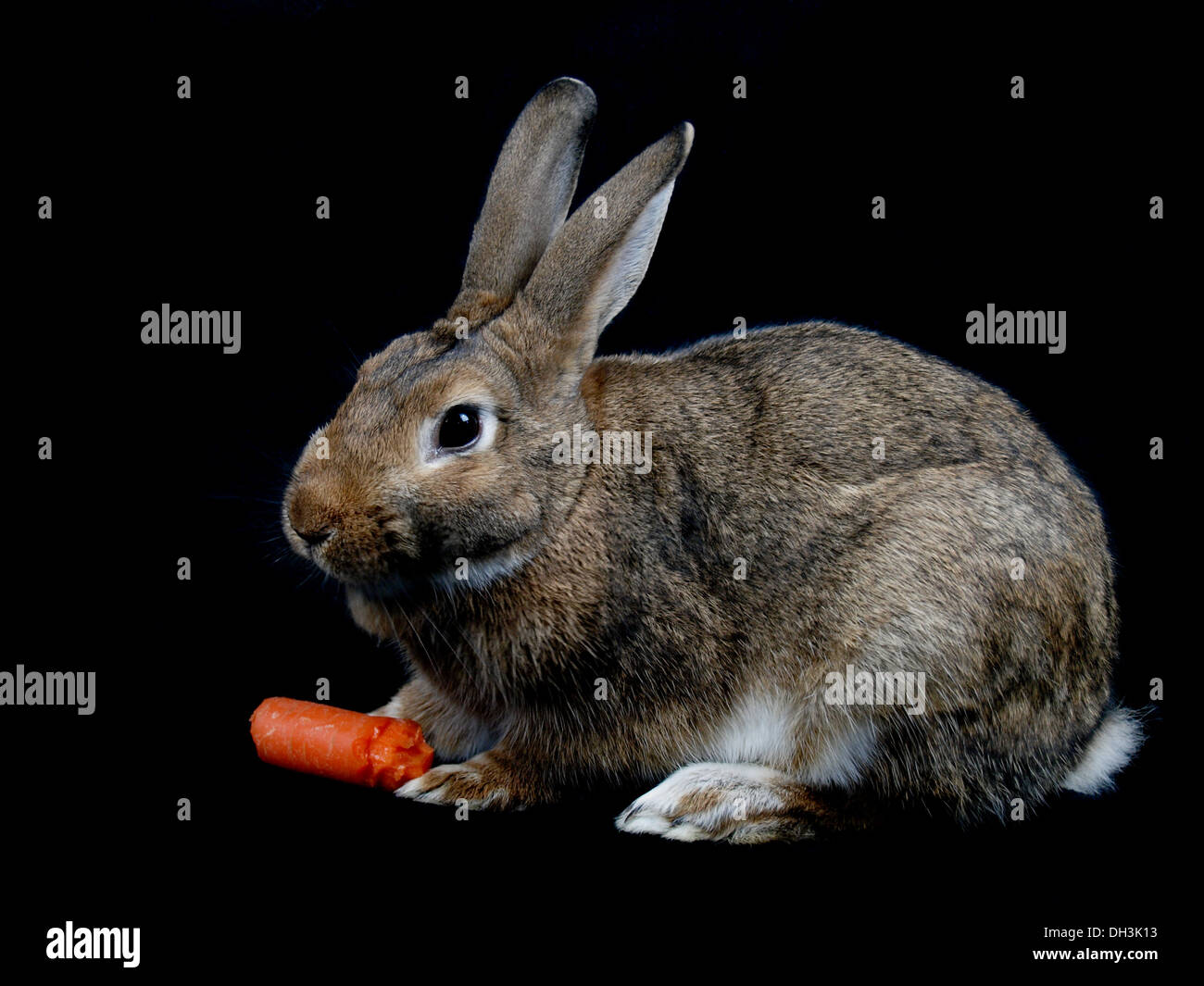 Rabbit eating carrot hi-res stock photography and images - Alamy