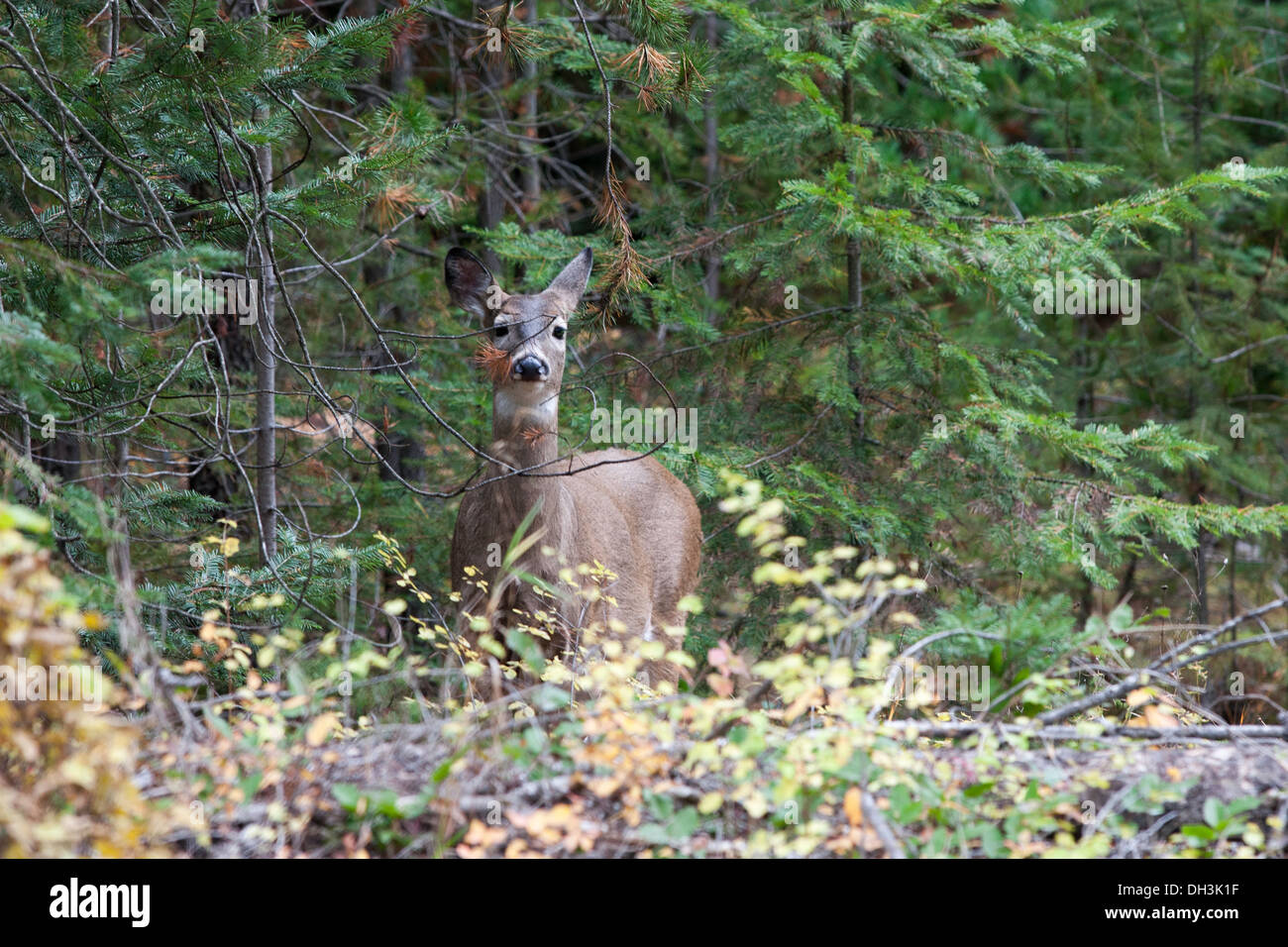 Deer by trees Stock Photo - Alamy