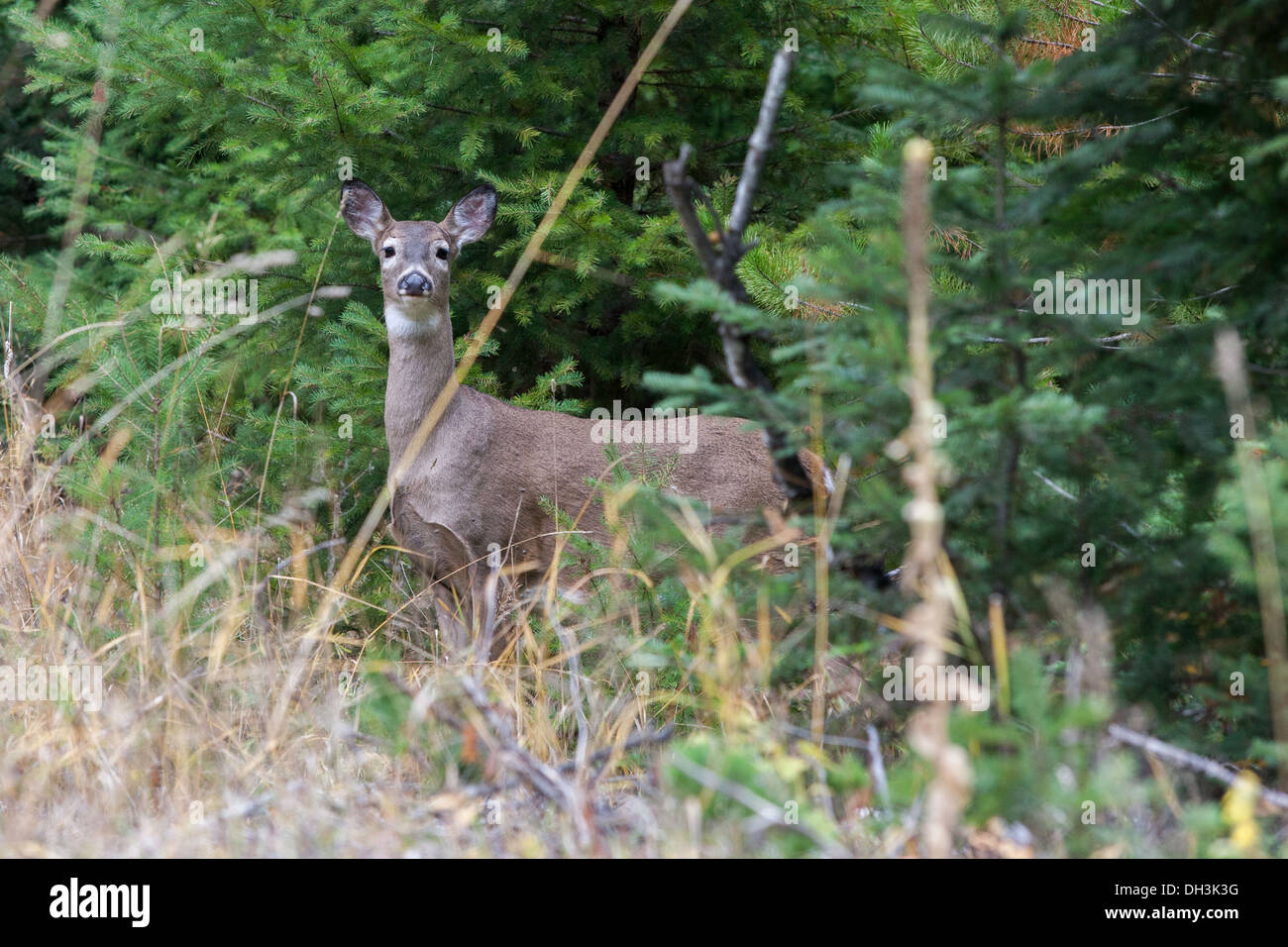 Side view of deer hi-res stock photography and images - Alamy