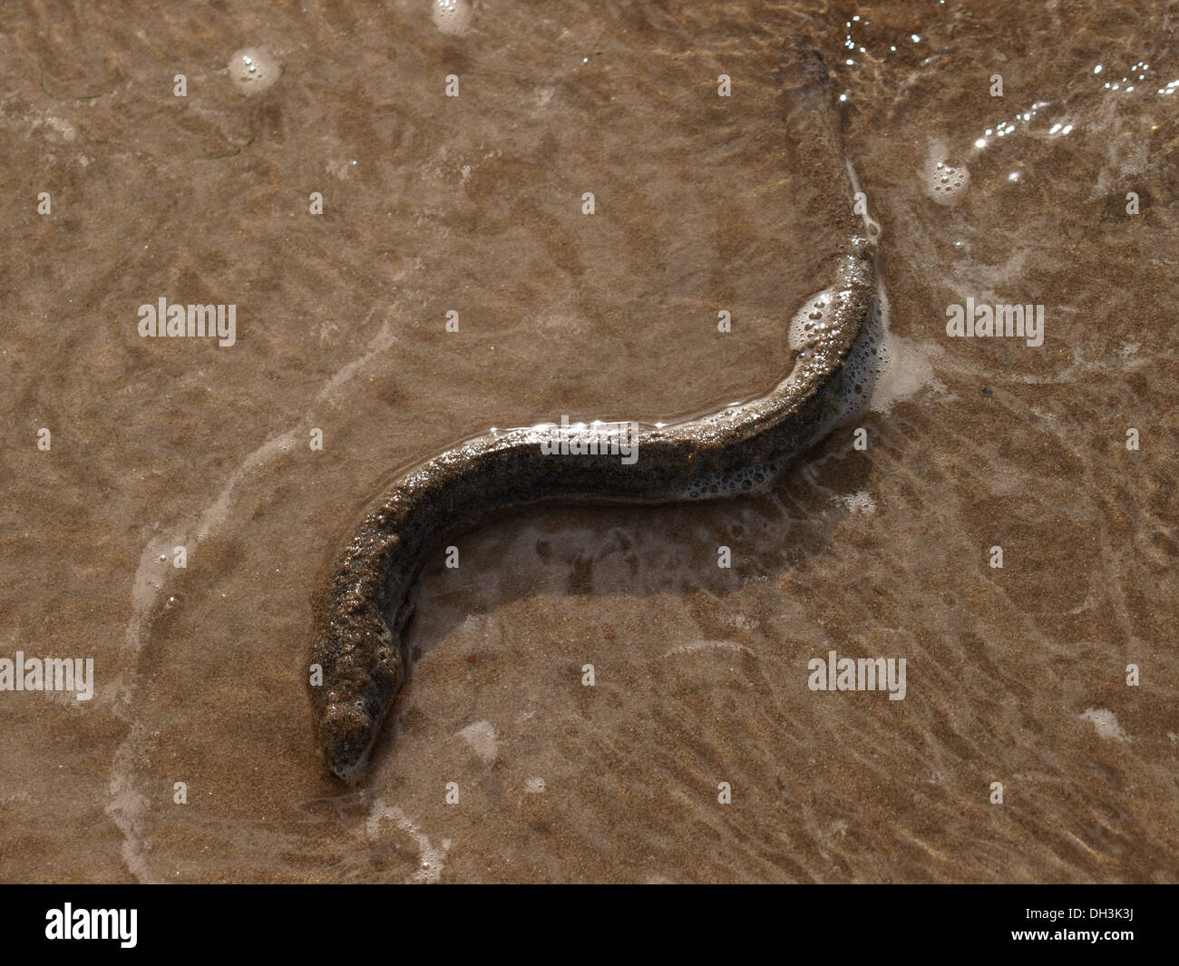 Eel in the shallows, Instow beach, Devon, UK Stock Photo - Alamy
