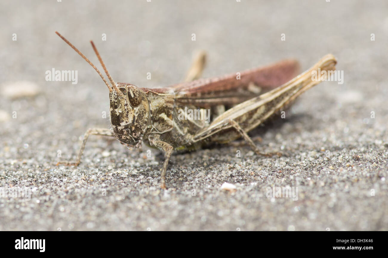 Field grasshopper common field grasshopper hi-res stock photography and ...