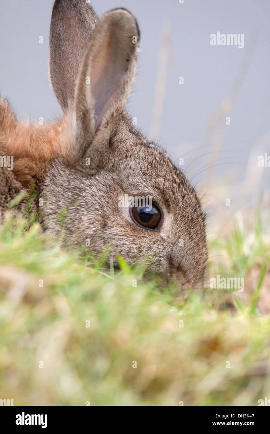 European or common rabbit (Oryctolagus cuniculus), England, UK Stock ...