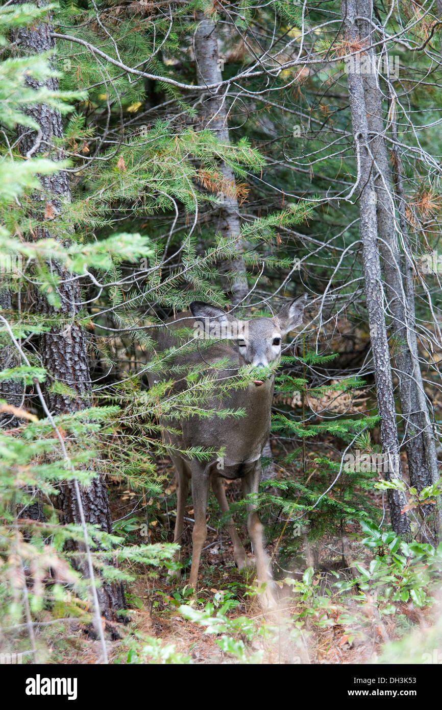 Deer partly hidden Stock Photo - Alamy