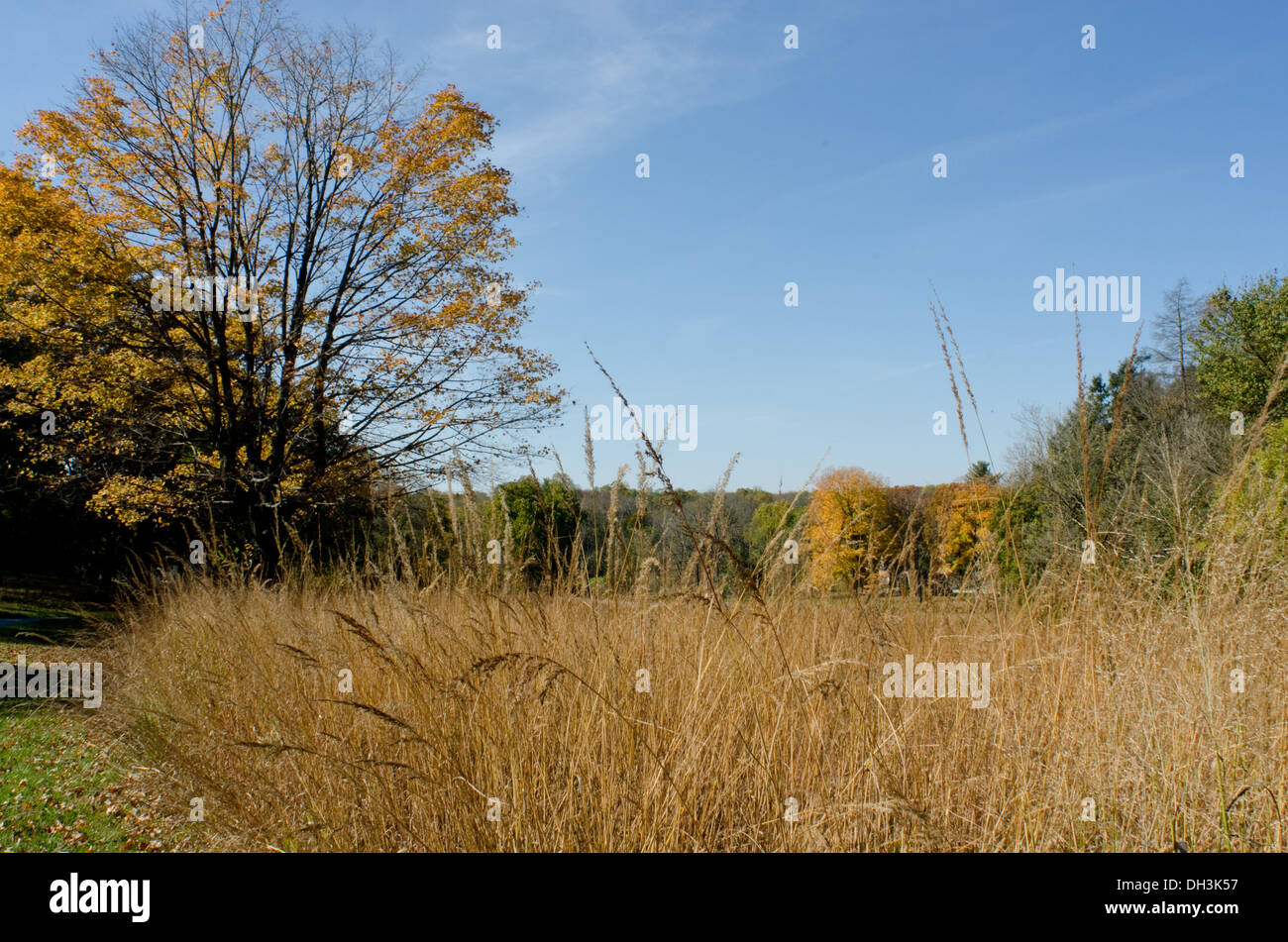 Close-up of tall, brown grass in a field with trees in the distance ...