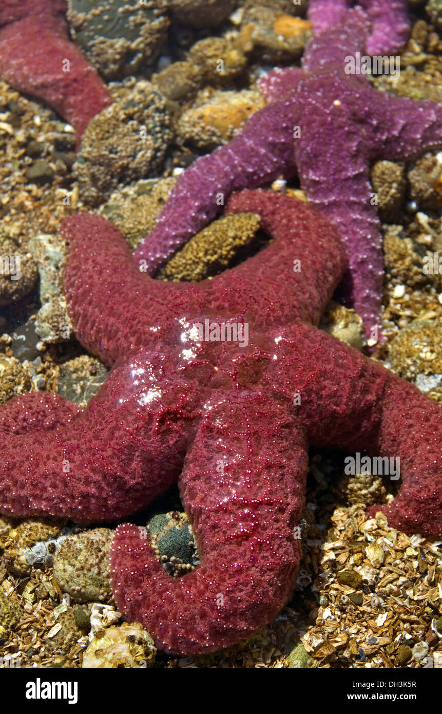 Starfish puget sound washington state hi-res stock photography and ...