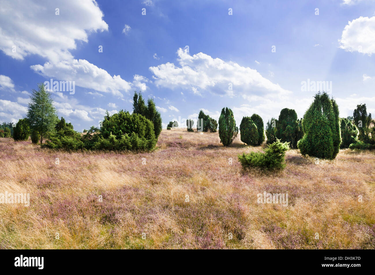 Heath grass hi-res stock photography and images - Alamy