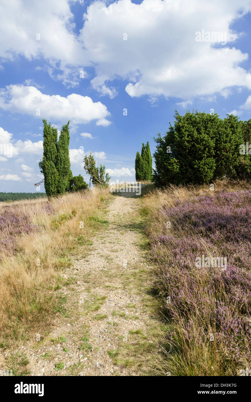 Heath grass and blooming Heather (Calluna vulgaris) in front of juniper ...