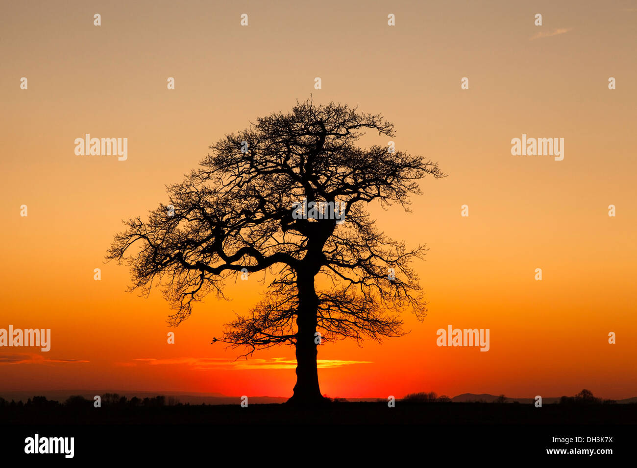 Oak tree at sunset, England, UK Stock Photo - Alamy