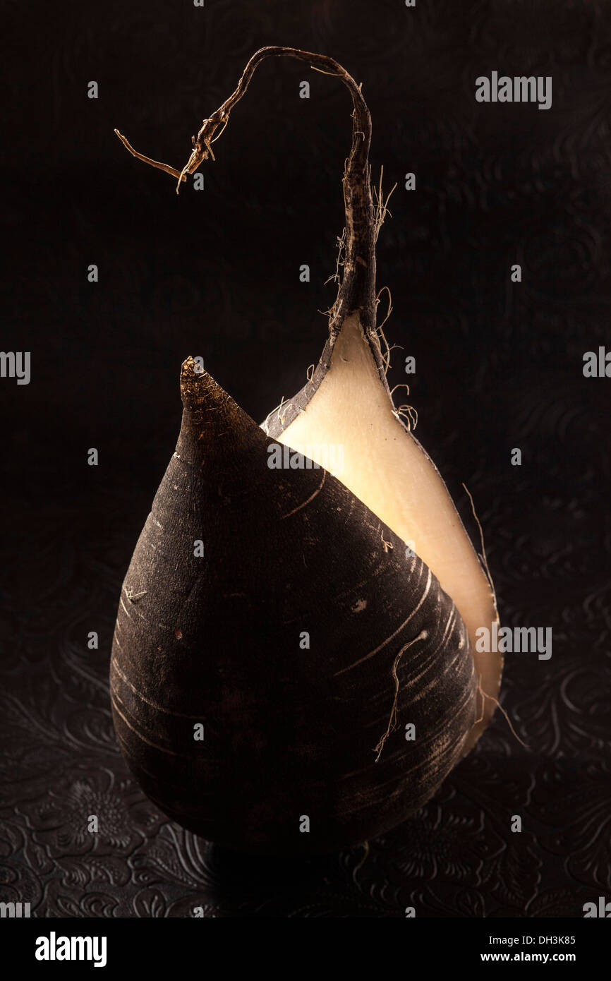 Black Winter Radish (Raphanus sativus var. niger Stock Photo - Alamy