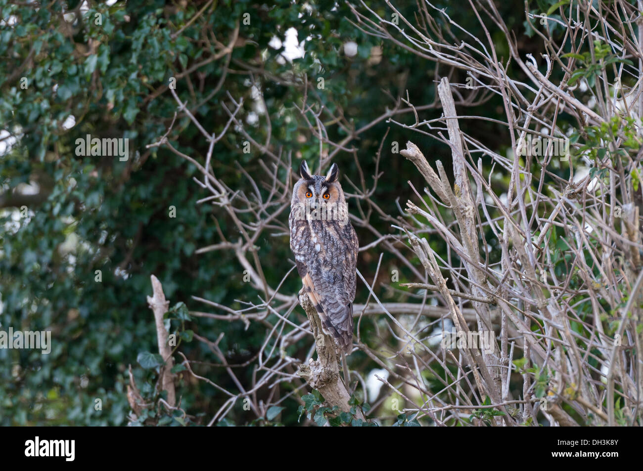 Long eared owl asio otus hi-res stock photography and images - Alamy