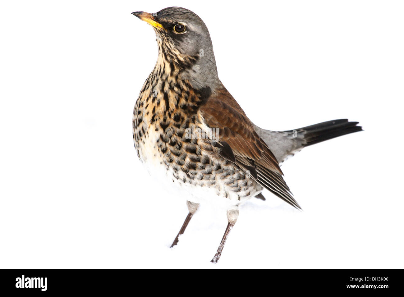 Fieldfare in snow covered garden, England, UK Stock Photo - Alamy