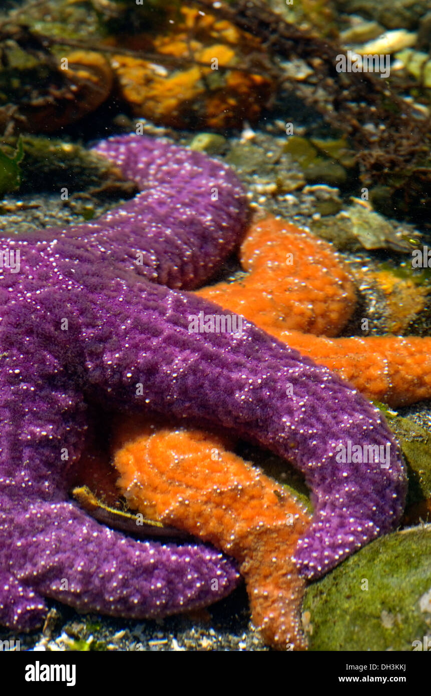 Beach beauty Case Inlet color Colorful Starfish Low tide Outdoors ...