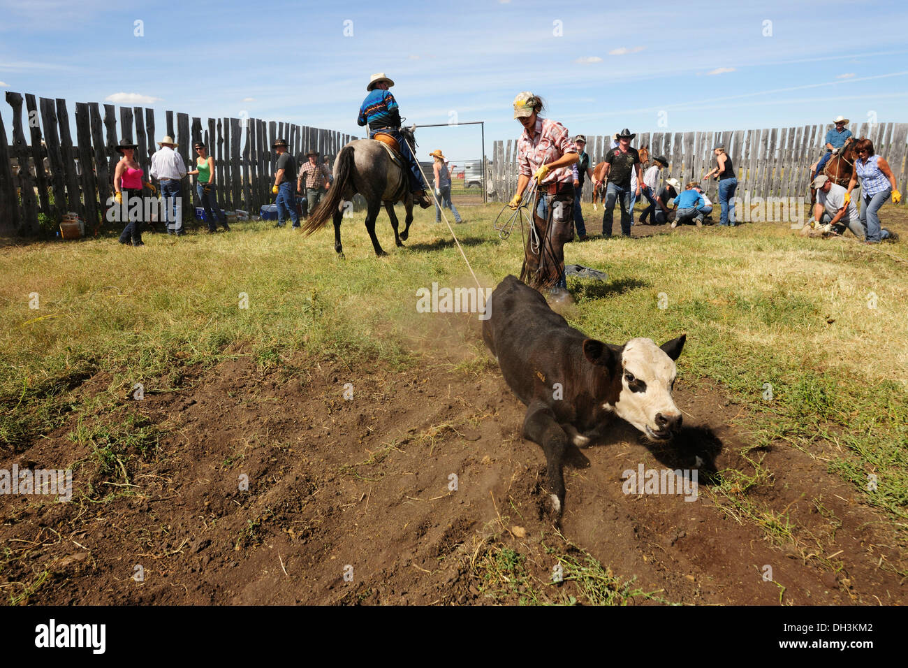 Cowboy lasso cattle hi-res stock photography and images - Alamy
