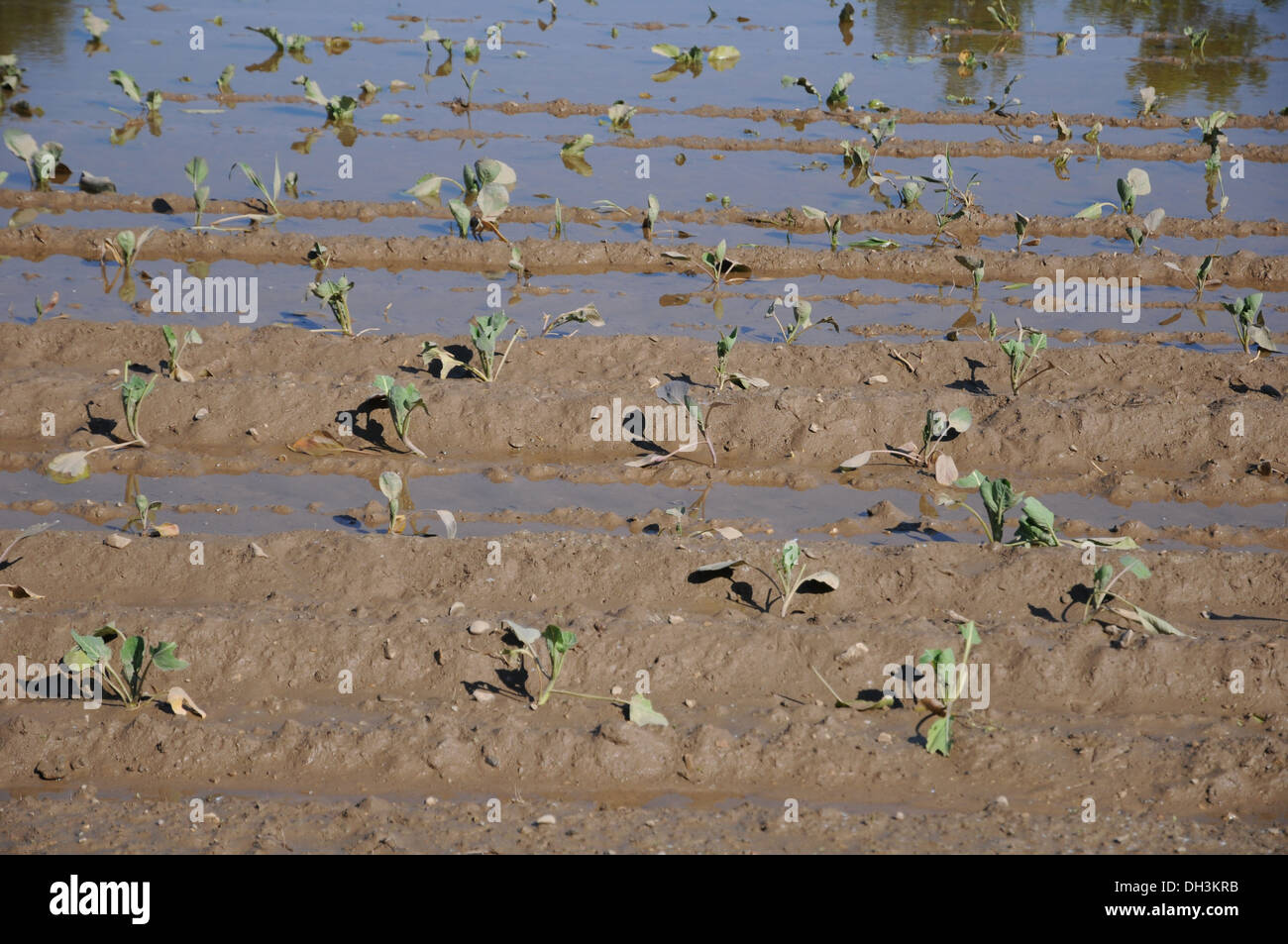 Cabbage field hi-res stock photography and images - Alamy