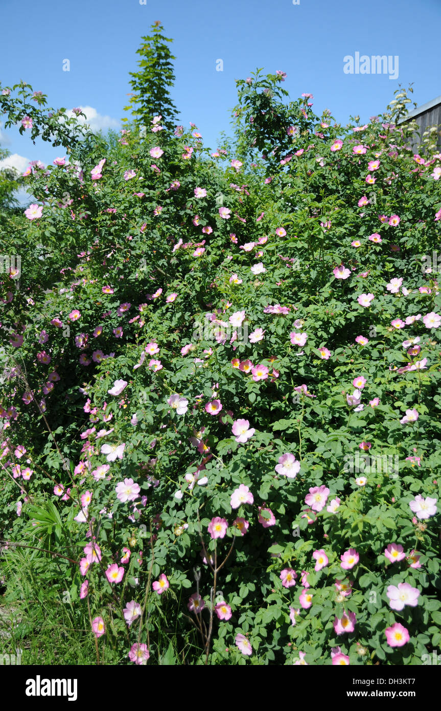 Hundsrosen hi-res stock photography and images - Alamy