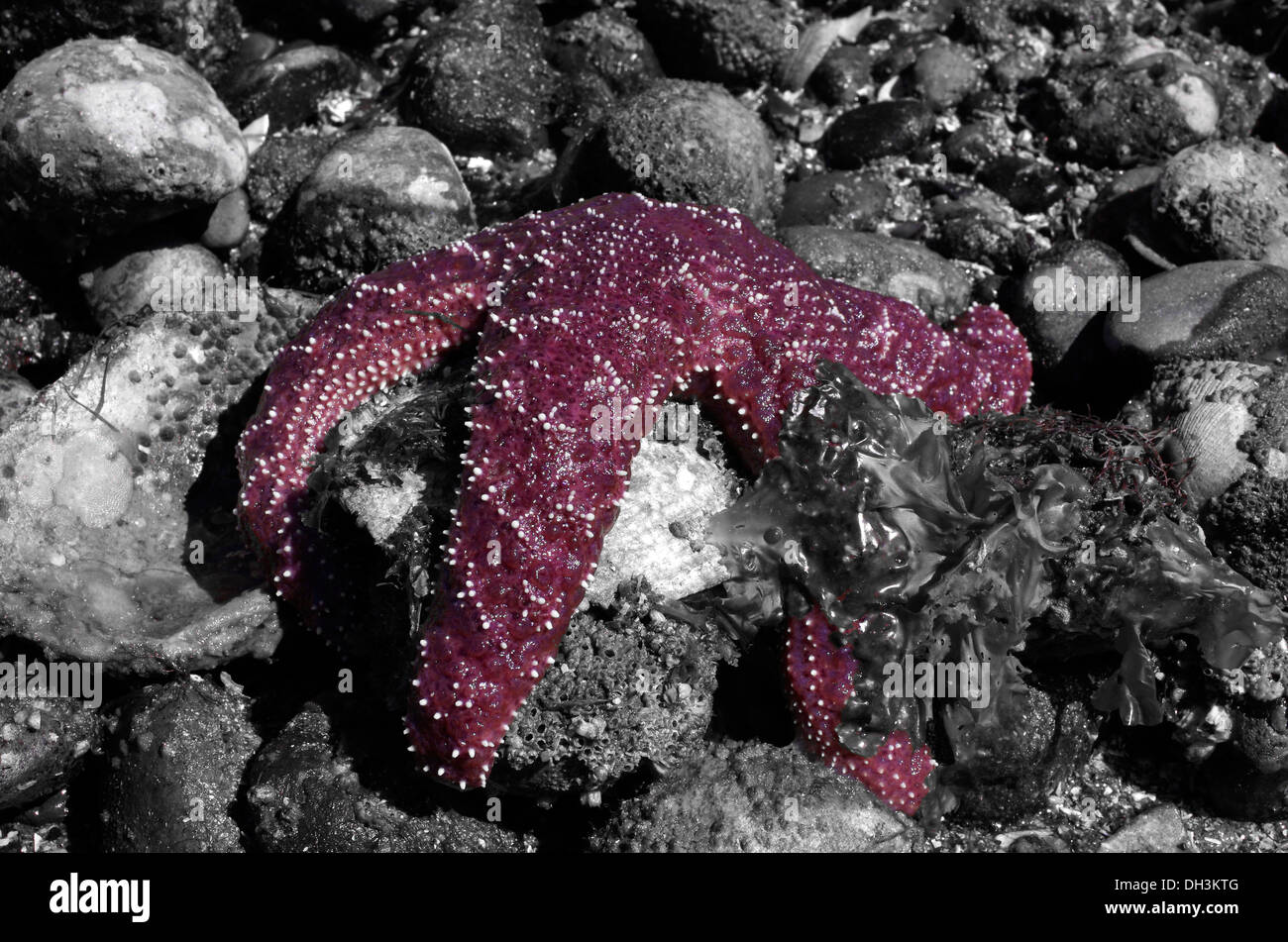 Star fish hi-res stock photography and images - Alamy