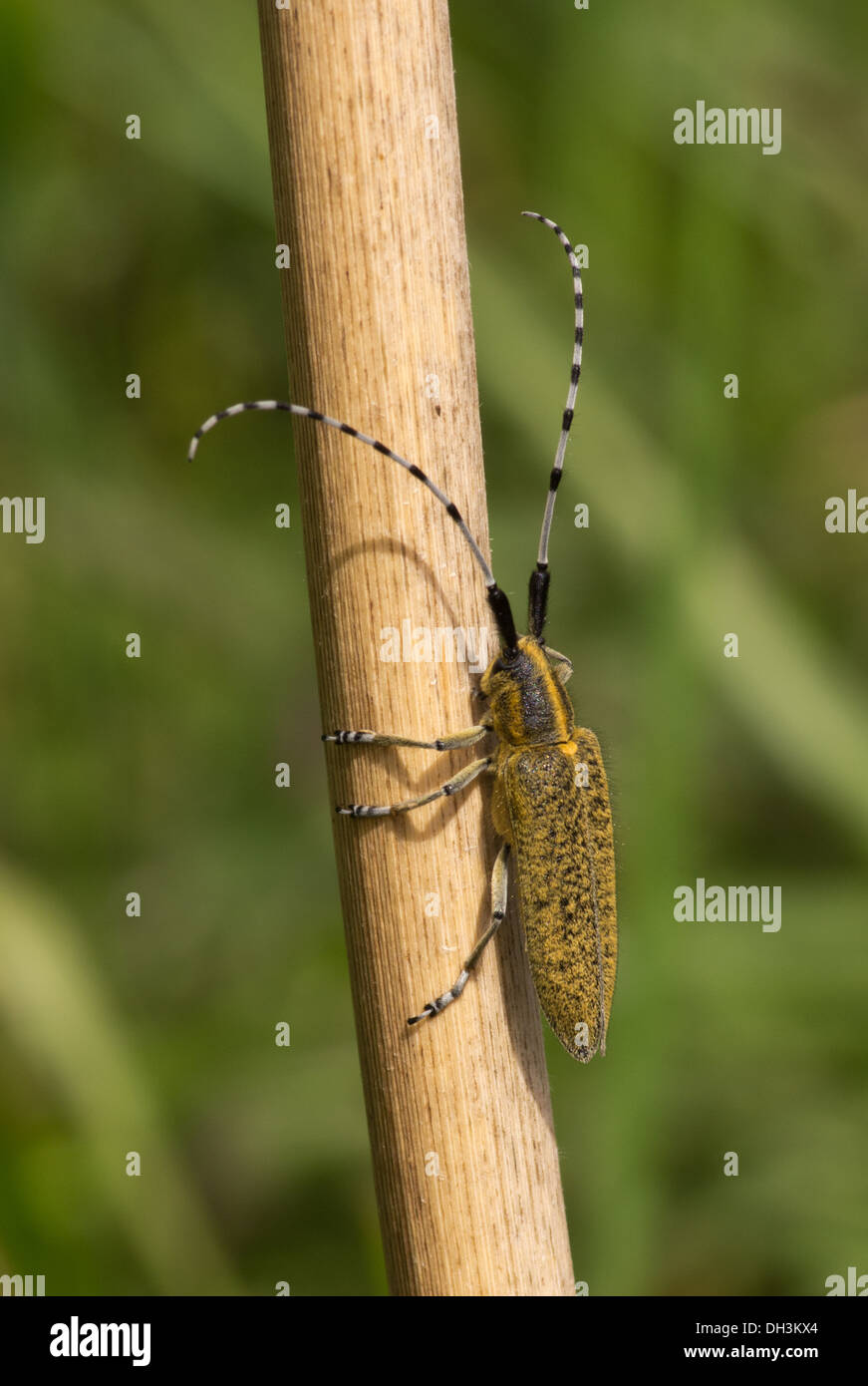 Golden-bloomed Grey Longhorn beetle Agapanthia villososviridescens ...